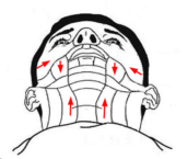 Customizing Your Wet Shaving Face Map - Shave.net